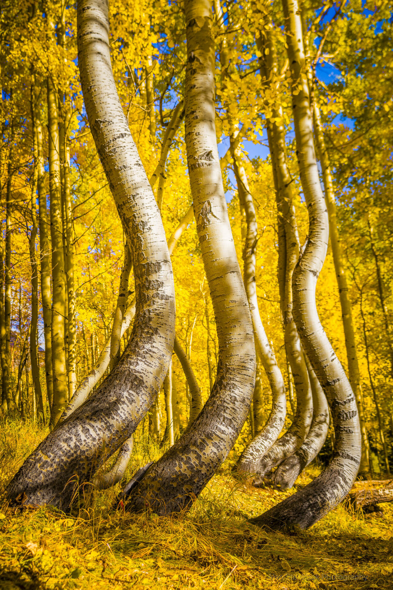 Chasing Colorado Gold: The Hidden Beauty of Ophir’s Dancing Aspens | Landscape Photography ...
