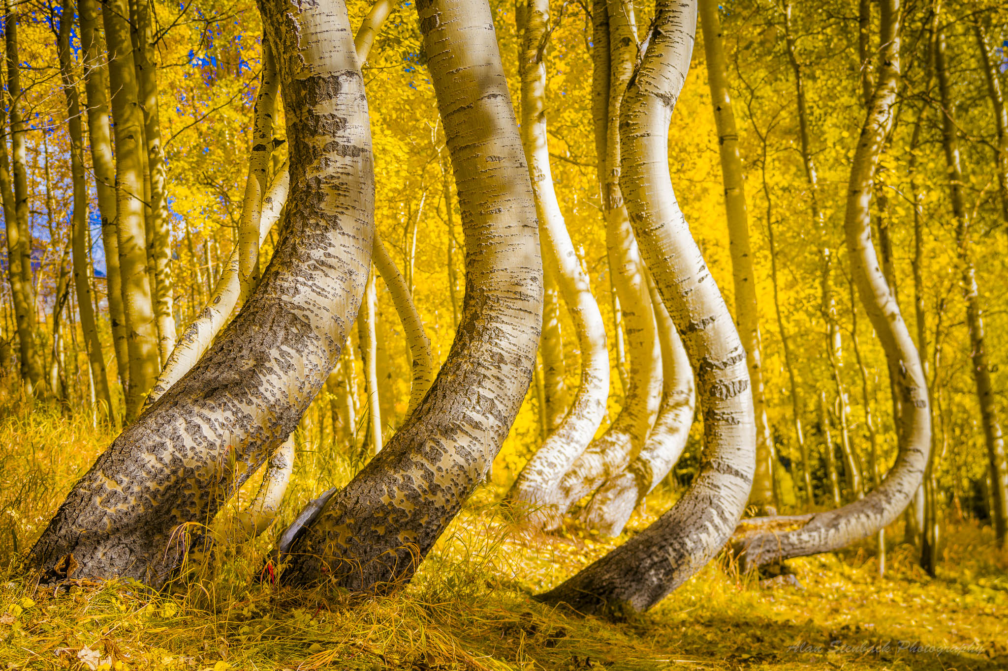 Chasing Colorado Gold: The Hidden Beauty of Ophir’s Dancing Aspens | Landscape Photography ...